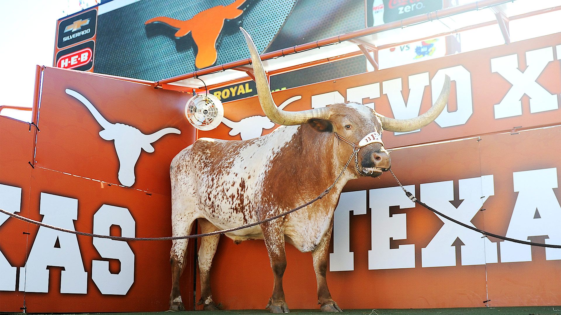 Texas notes death of beloved mascot - ESPN