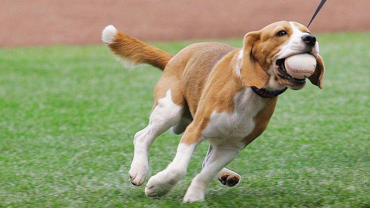 MLB - American League teams and their dog day dogs - ESPN