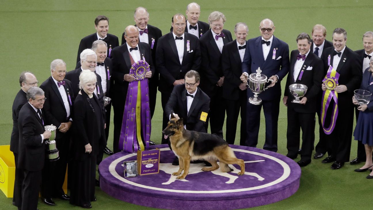 Rumor the German shepherd wins best in show at Westminster - ESPN