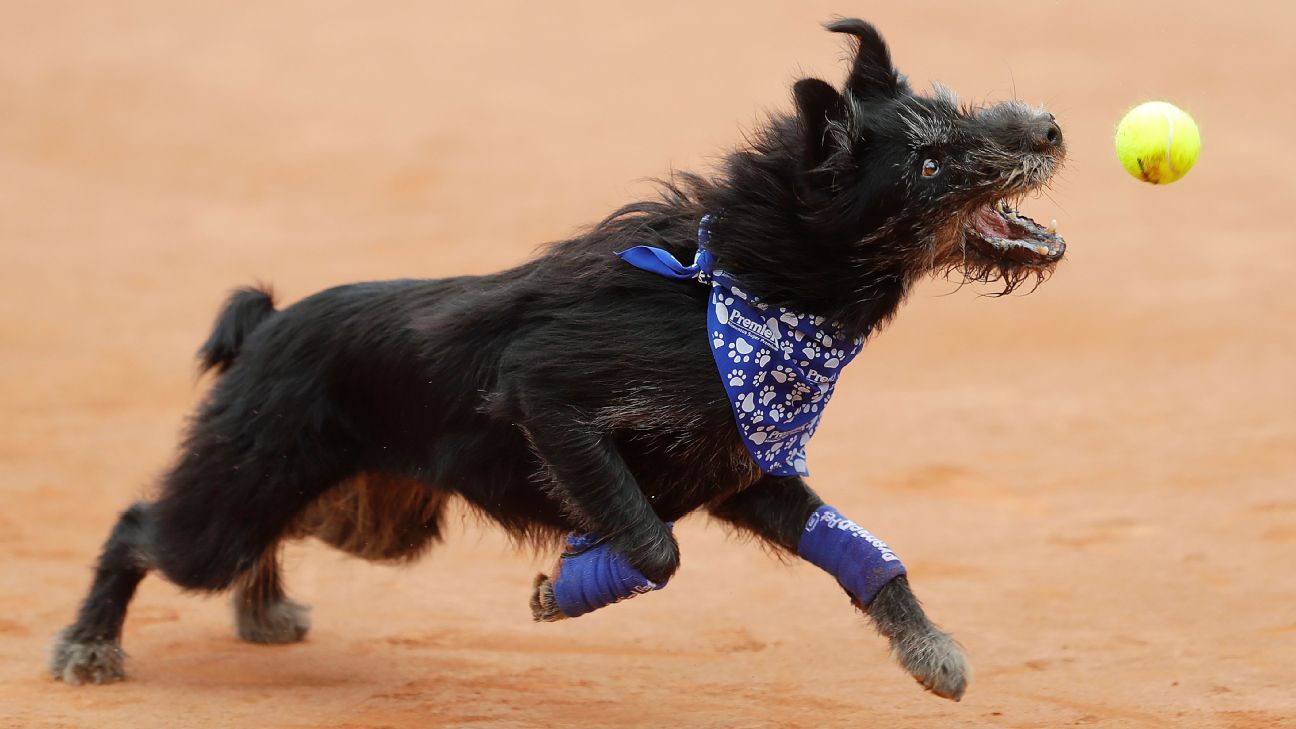 Who's a good dog? The tennis ball retrievers at Brazil Open - ESPN
