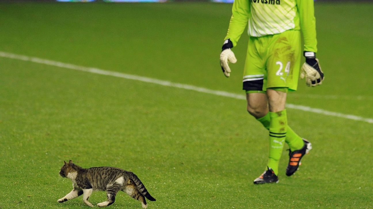 Anfield cat Highbury squirrel and career ending dog our best invaders ...