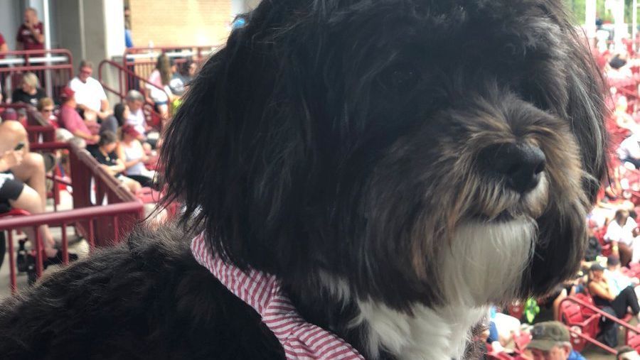 Champ Staley is South Carolina softball's No. 1 fan - ESPN