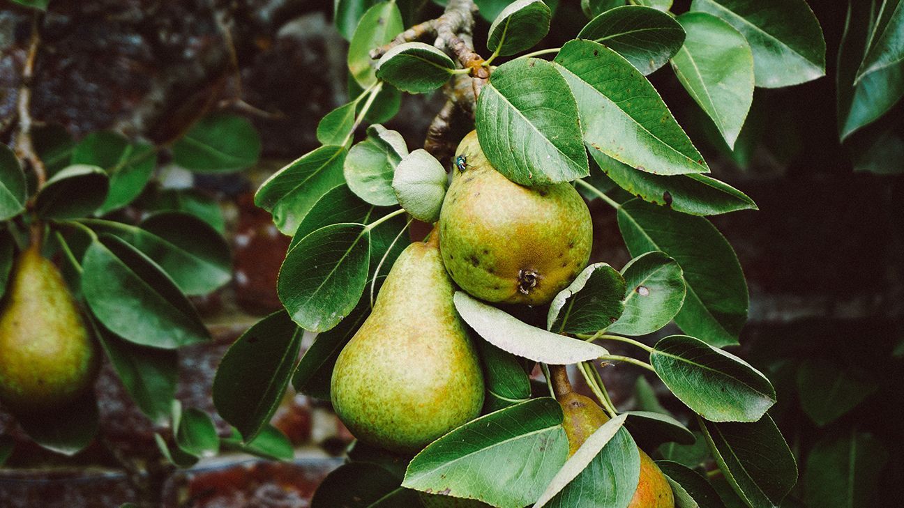 Yaca: los beneficios nutricionales de una fruta exótica - ESPN