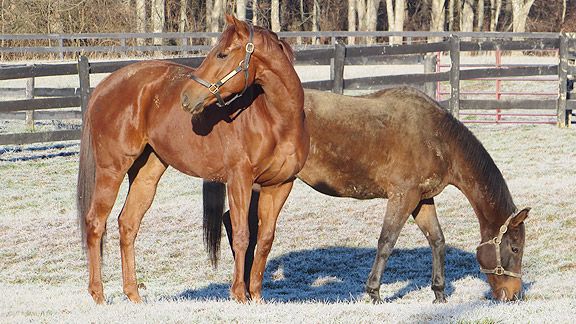 Cronley: Dogged determination - ESPN