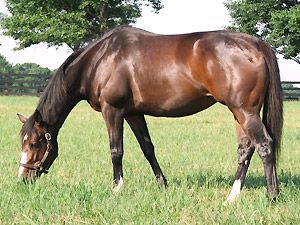 Rachel Alexandra content with new life - ESPN